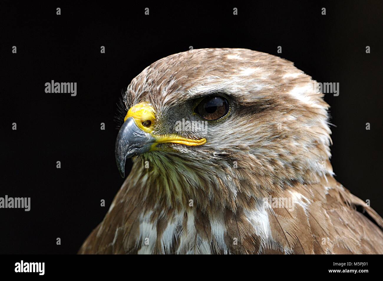 detail view, bird falcon Stock Photo - Alamy