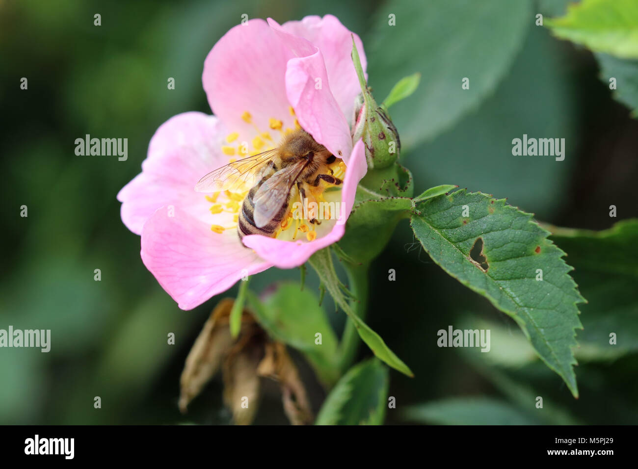 Wild rose bush hi-res stock photography and images - Alamy