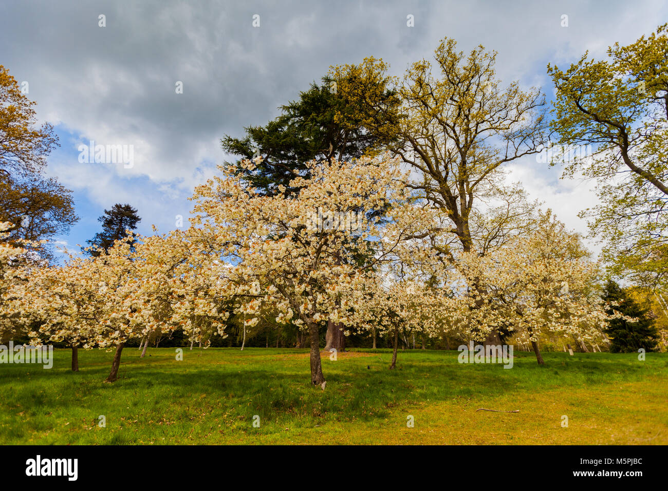 Apple trees uk sky hi-res stock photography and images - Alamy