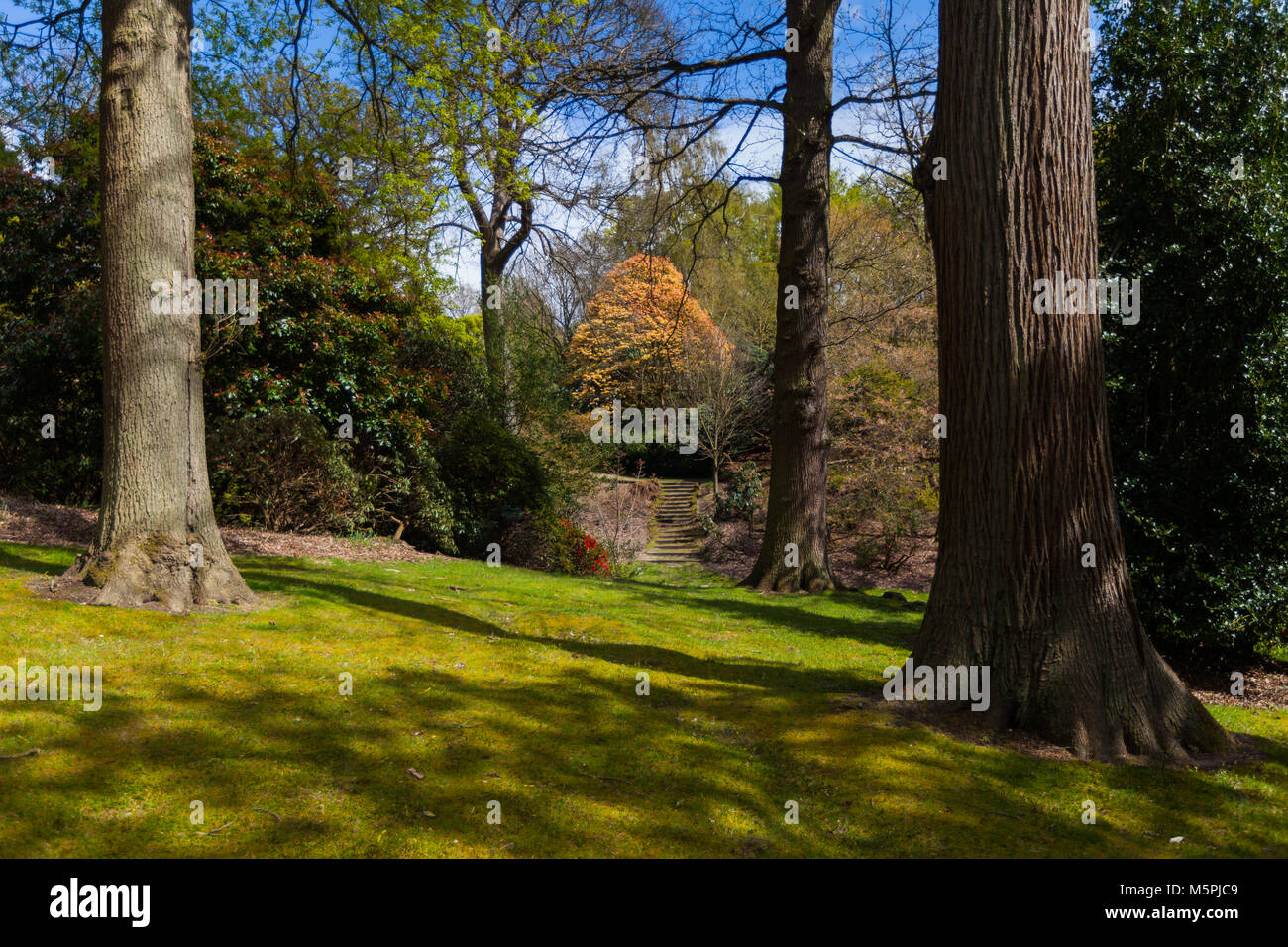 Uk trees forest beautiful hi-res stock photography and images - Alamy