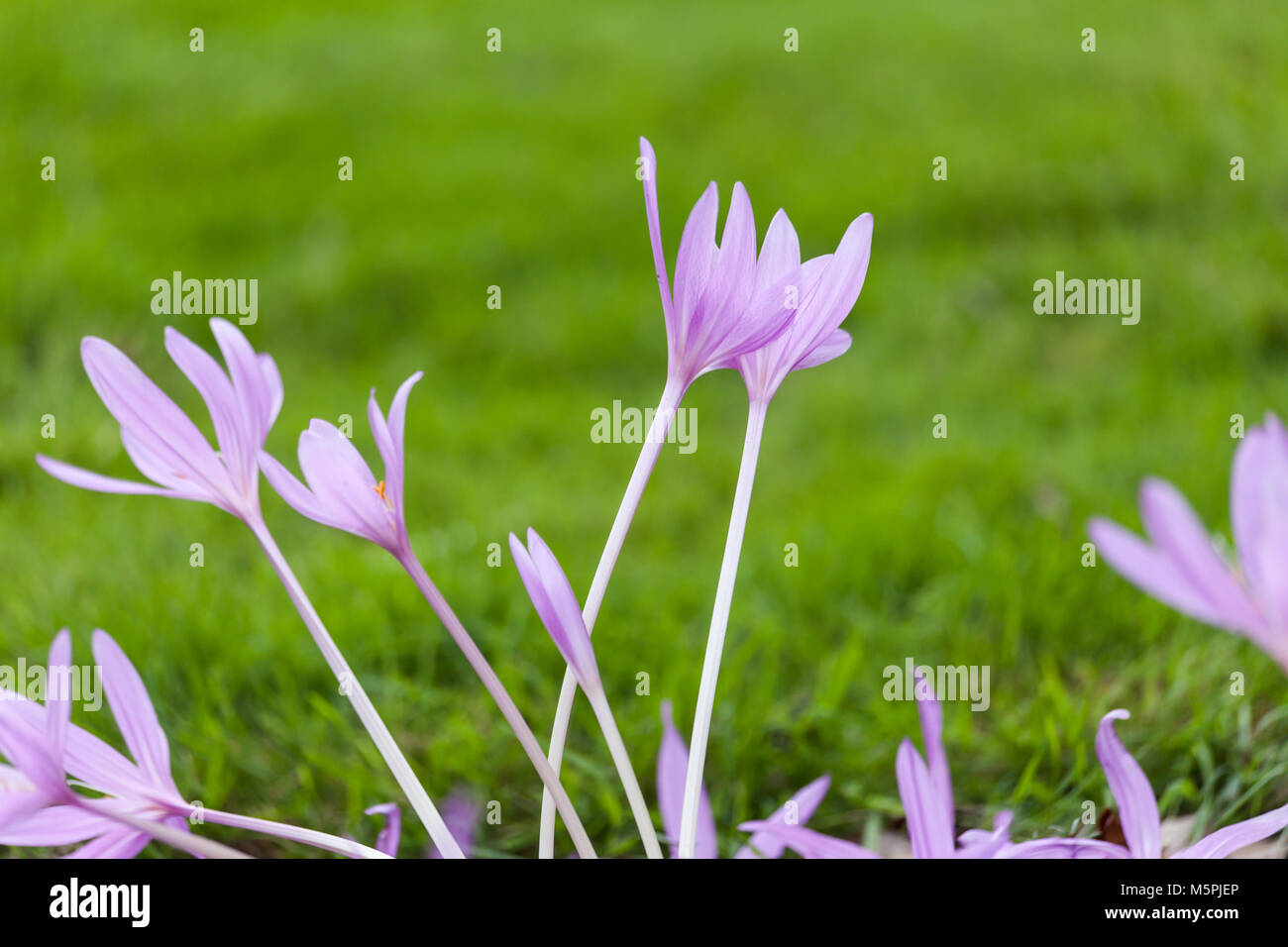 Crocus flower on a blurred background, Kew Gardens, London, UK Stock ...
