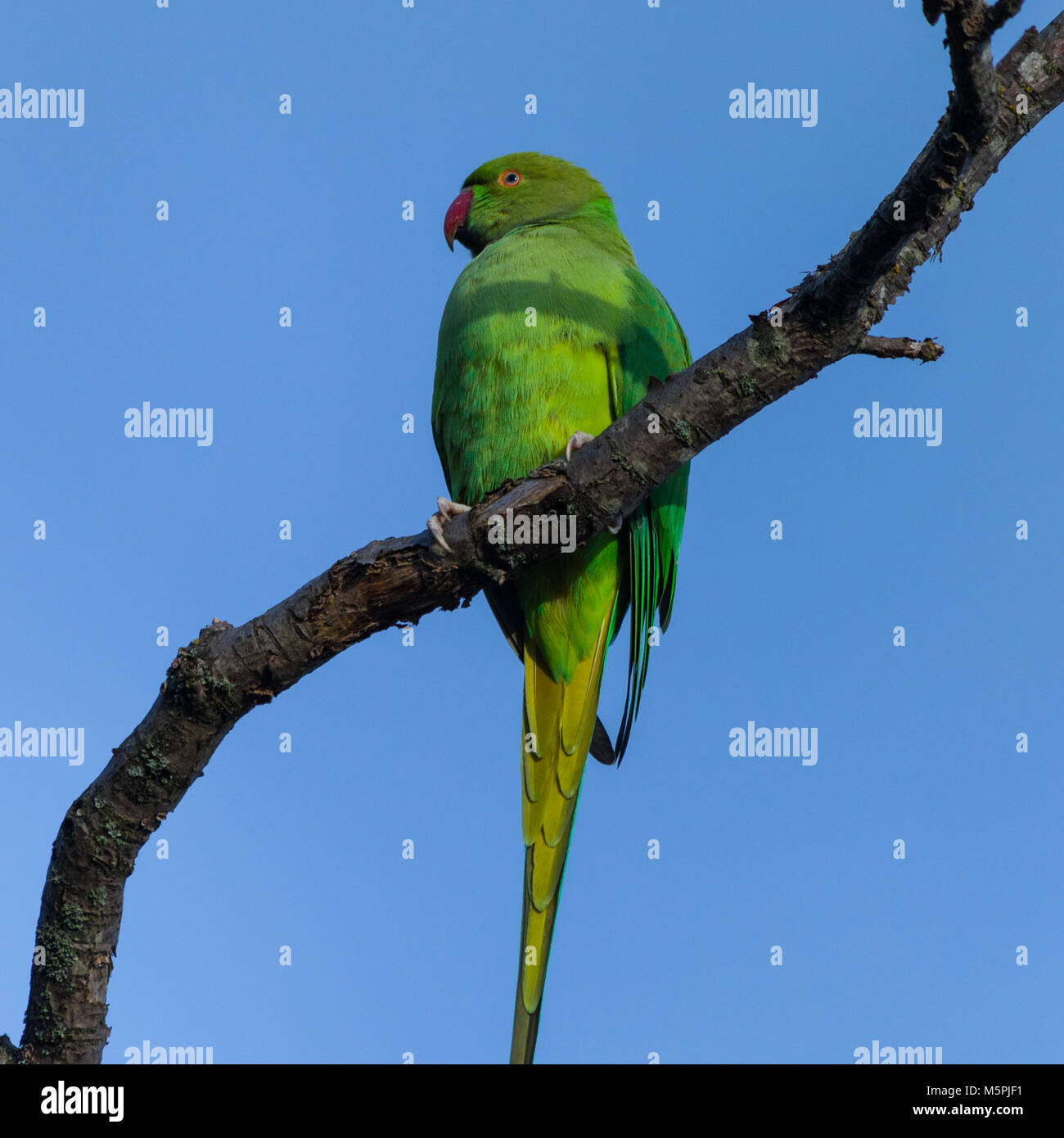 Blue parakeet hi-res stock photography and images - Alamy