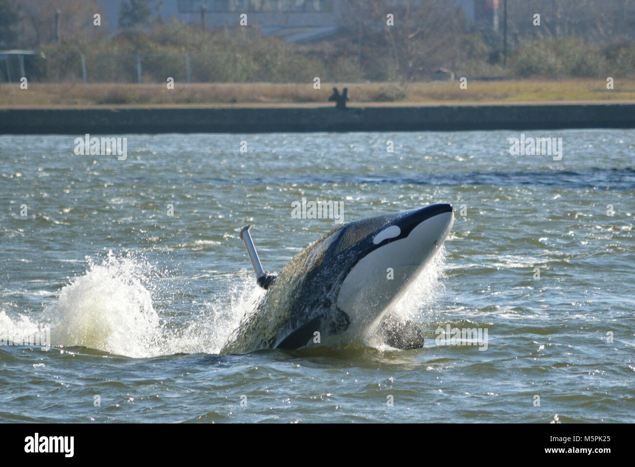 Predator Adventures offering thrill-rides in their Seabreacher ...