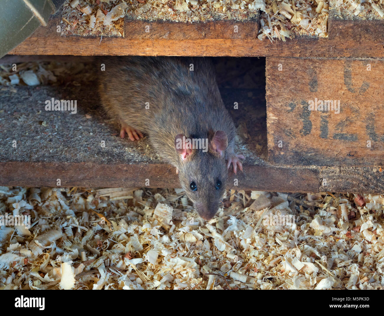 Brown Rat Rattus norvegicus in farm barn Stock Photo - Alamy