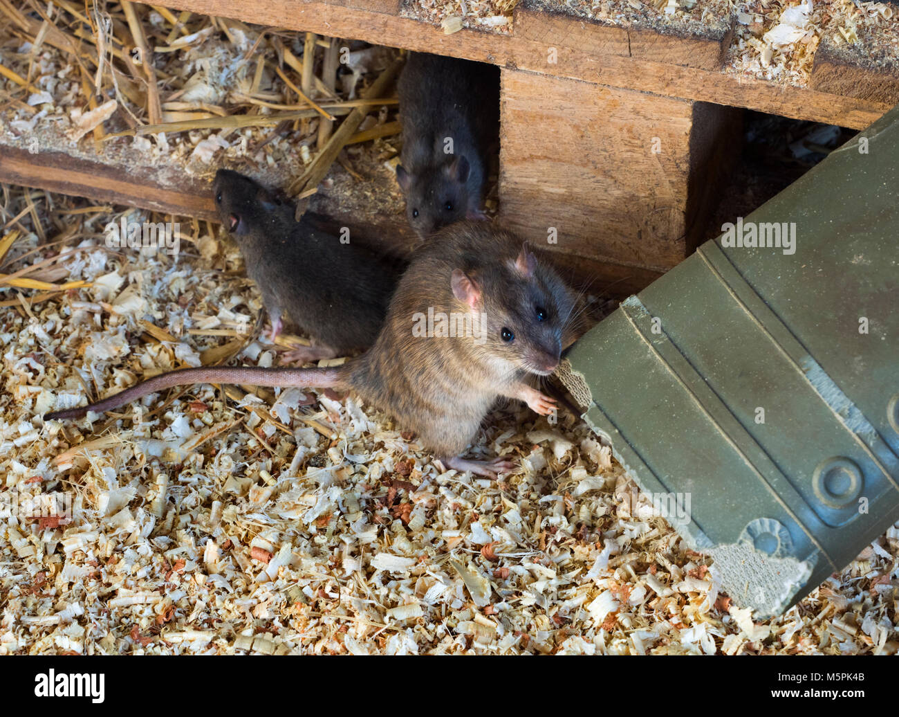 Brown Rat Rattus norvegicus in farm barn Stock Photo - Alamy