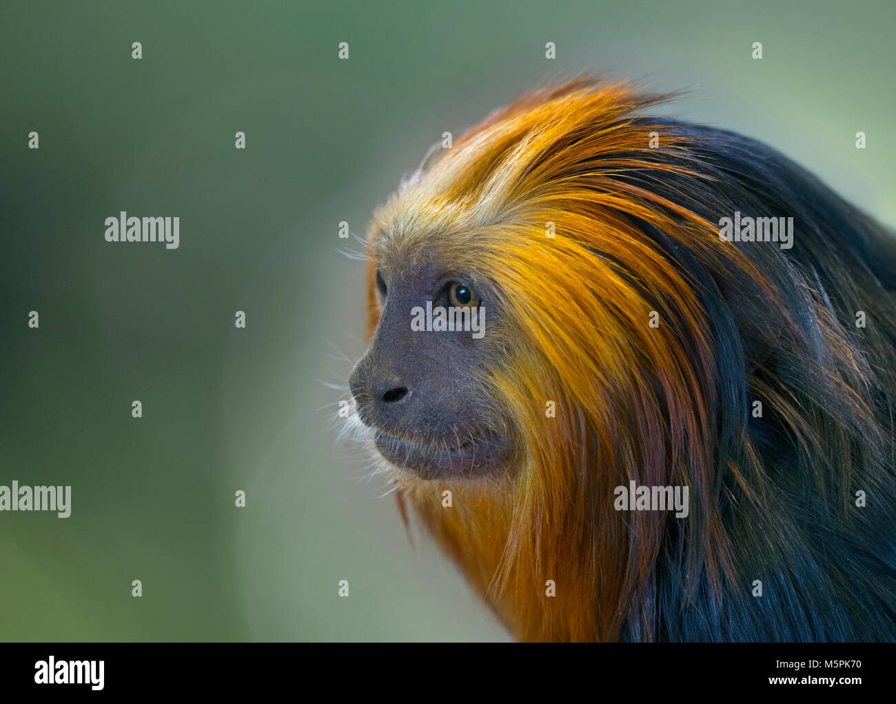 Golden lion tamarin face hi-res stock photography and images - Alamy