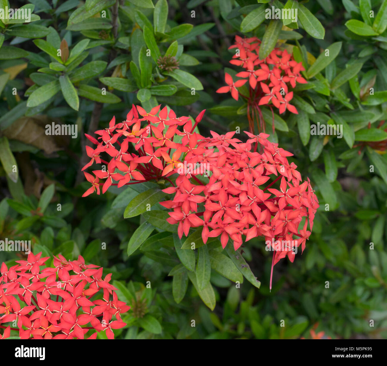 Ixora hedge hi-res stock photography and images - Alamy
