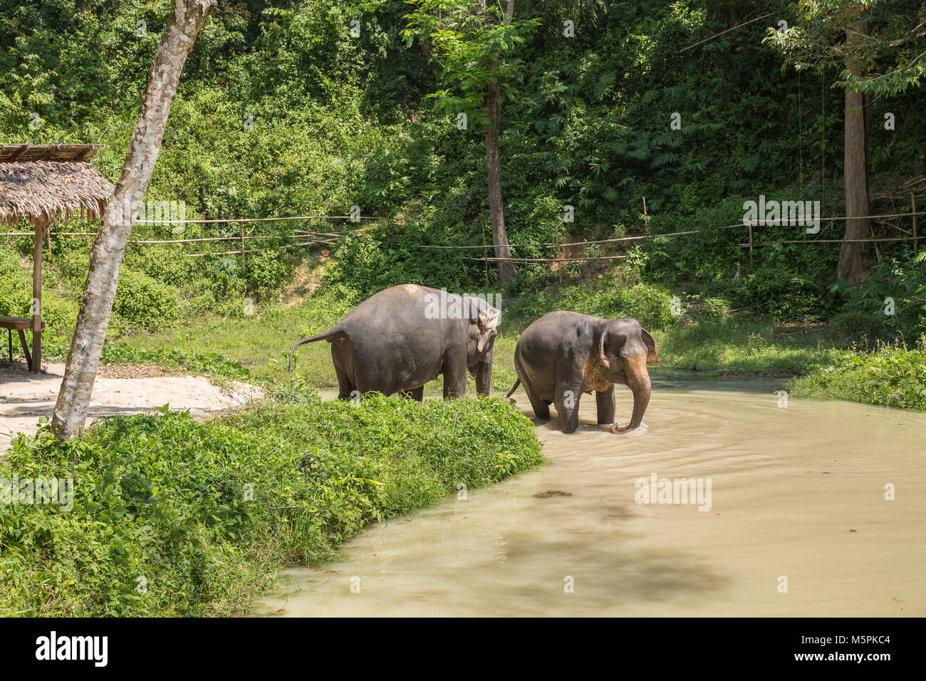 Elephant enjoying retirement in a rescue sanctuary Stock Photo - Alamy