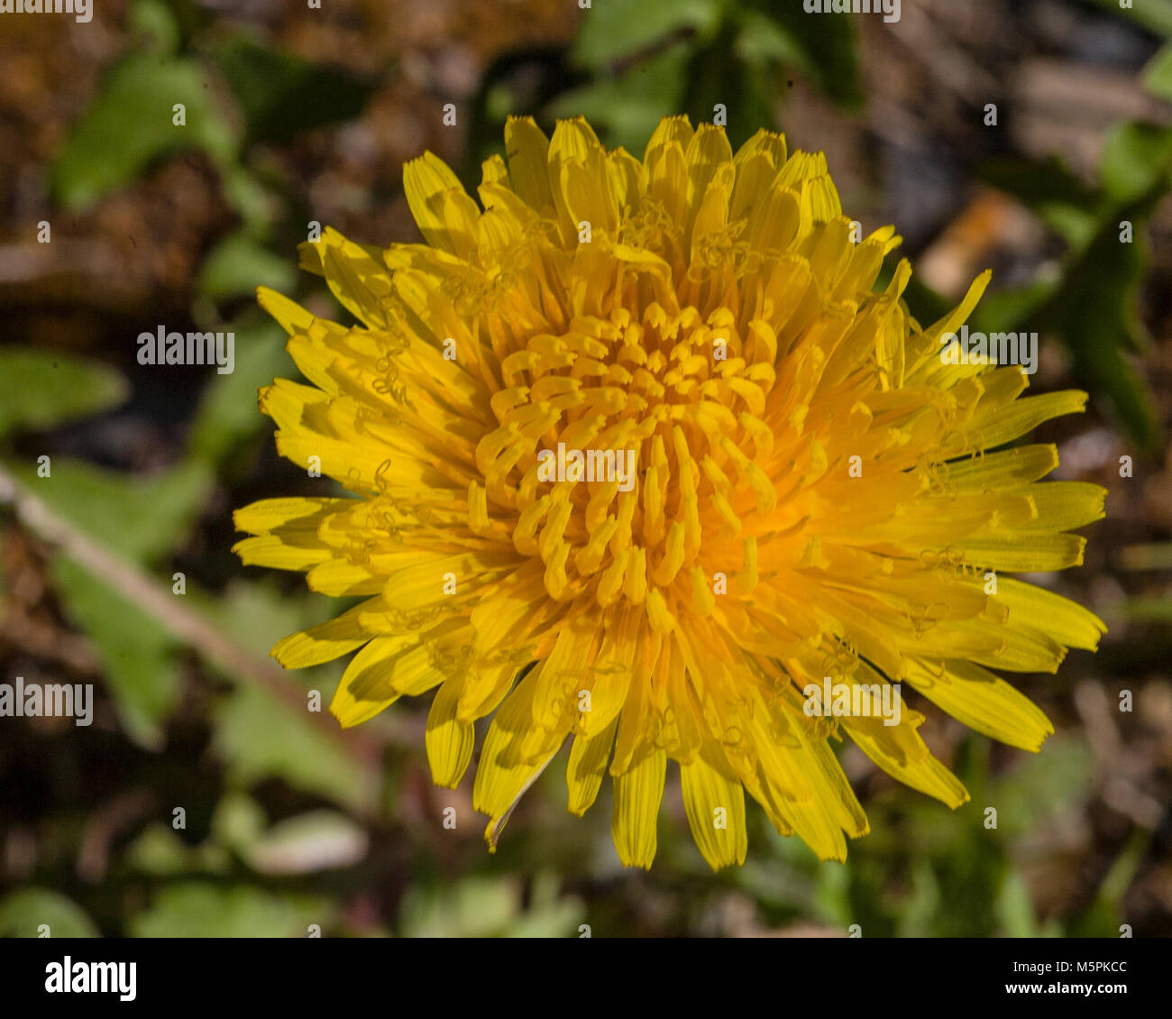 Yellow dandelion dandilion weed hi-res stock photography and images - Alamy