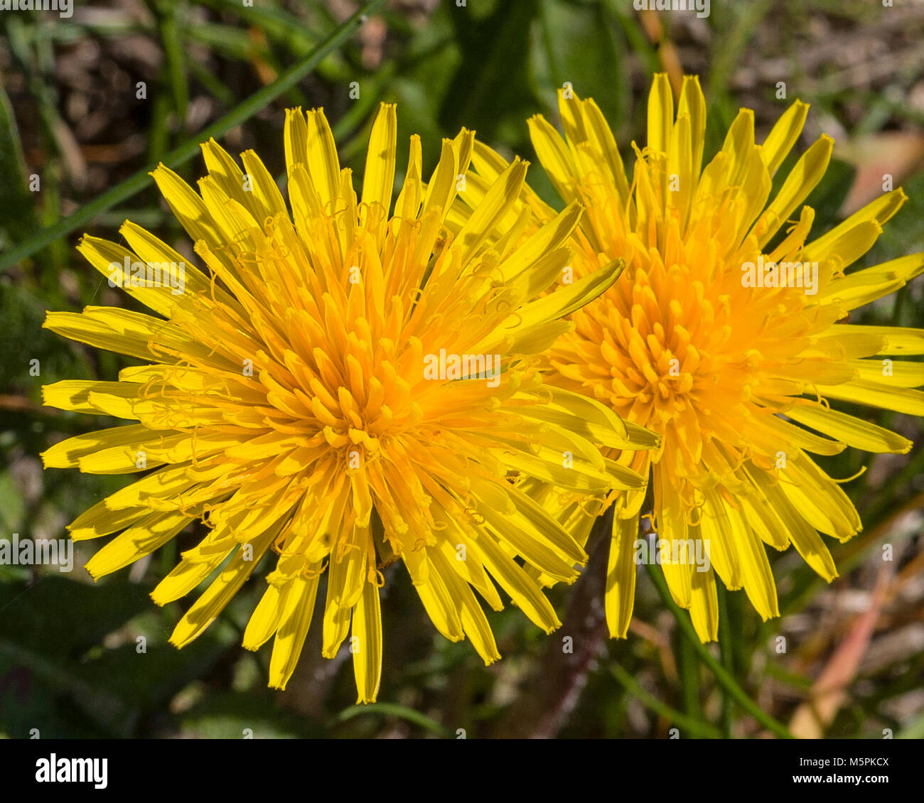 Yellow dandelion dandilion weed hi-res stock photography and images - Alamy