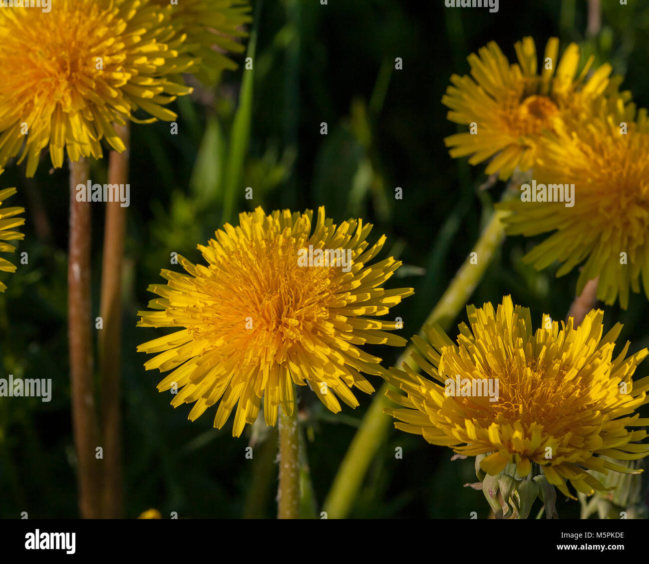 Yellow dandelion dandilion weed hi-res stock photography and images - Alamy