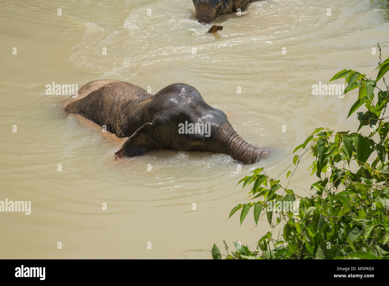 Elephant enjoying retirement in a rescue sanctuary Stock Photo - Alamy