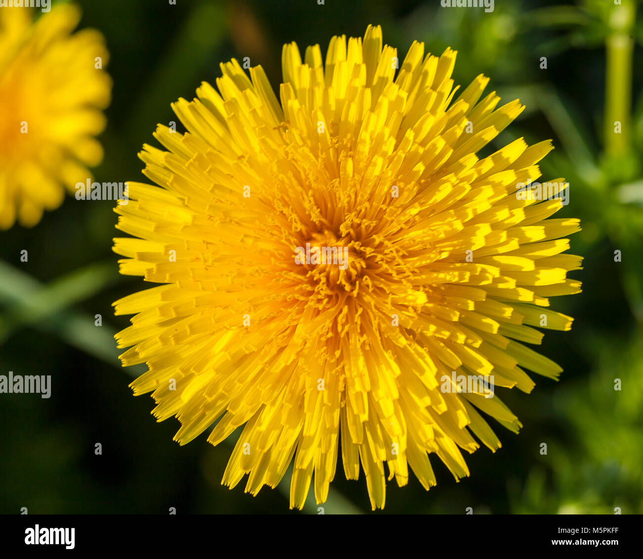 Yellow dandelion dandilion weed hi-res stock photography and images - Alamy