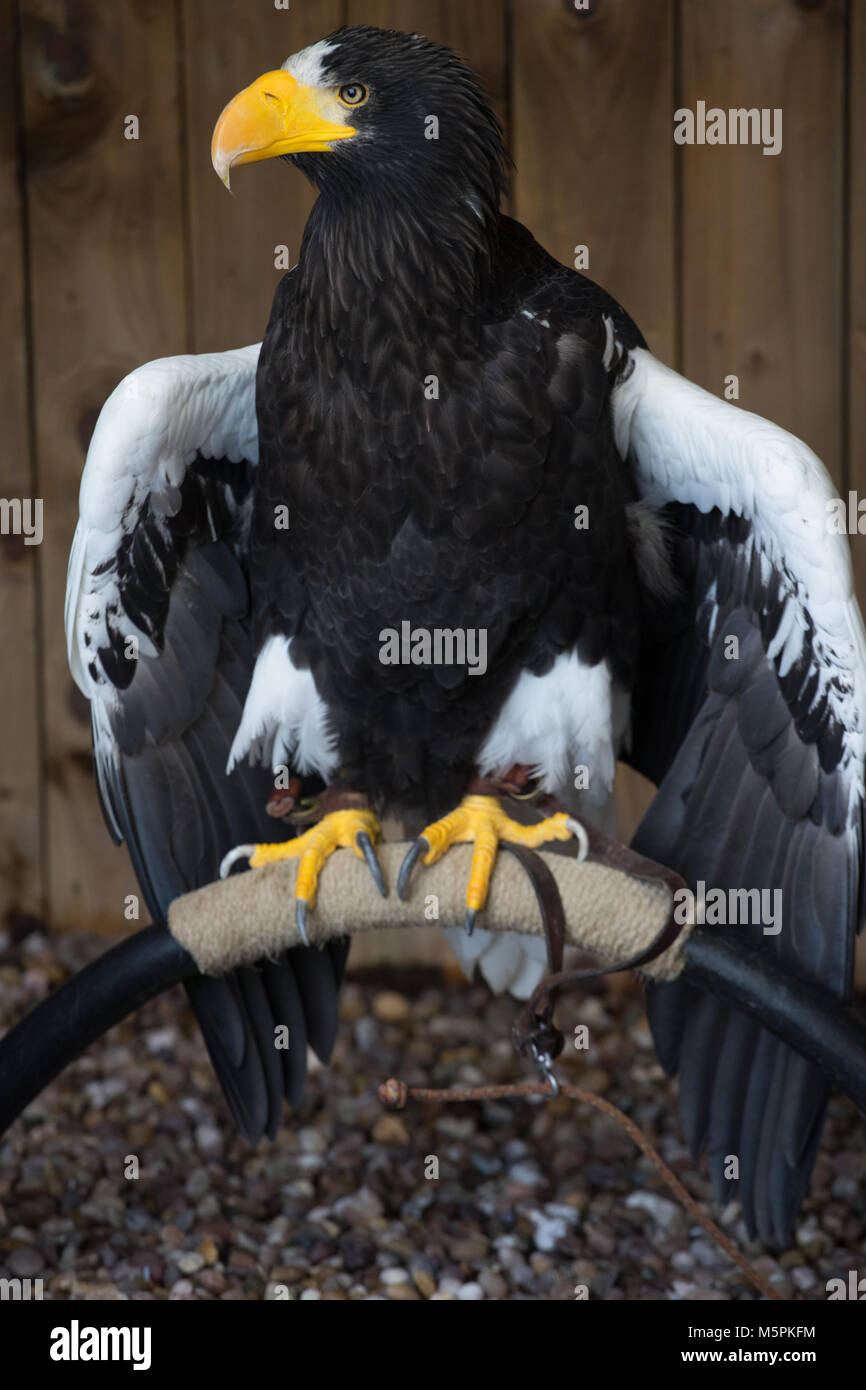 Warwick castle birds of prey hi-res stock photography and images - Alamy