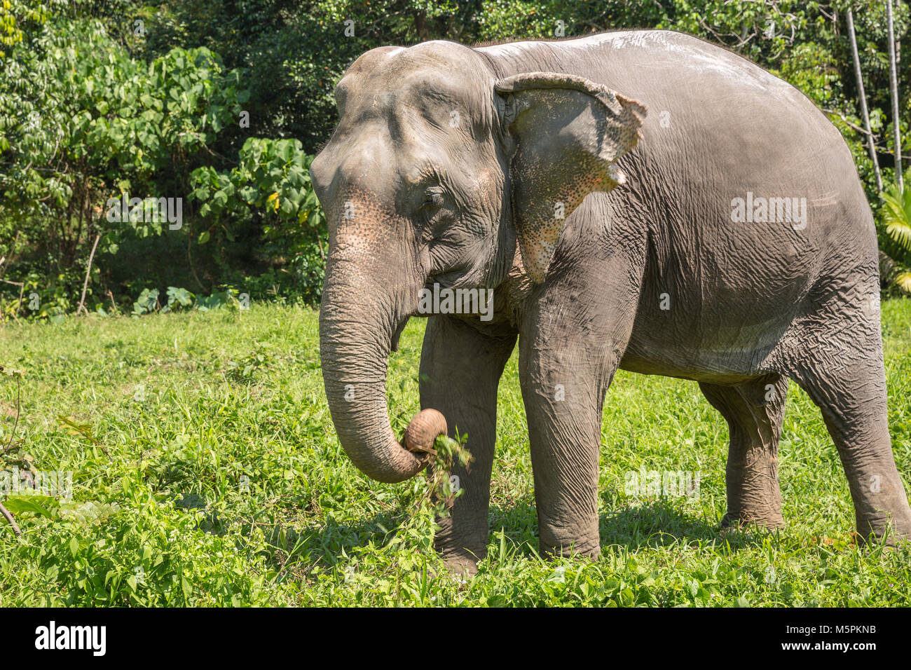Elephant enjoying retirement in a rescue sanctuary Stock Photo - Alamy