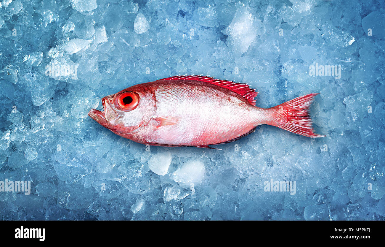 Red white sea fish lying on the cold blue ice. Top view Stock Photo - Alamy