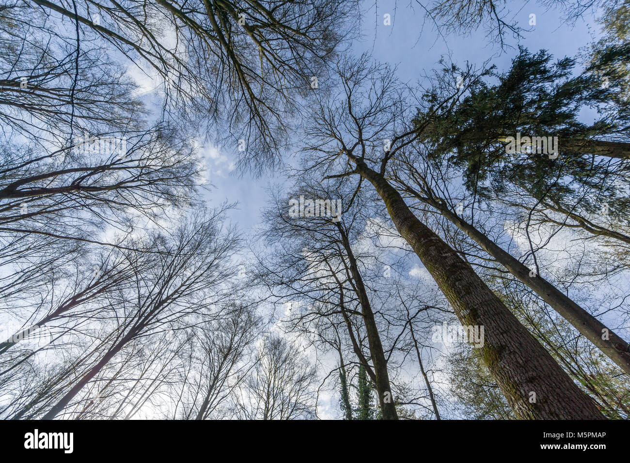 Looking up in the forest Stock Photo - Alamy
