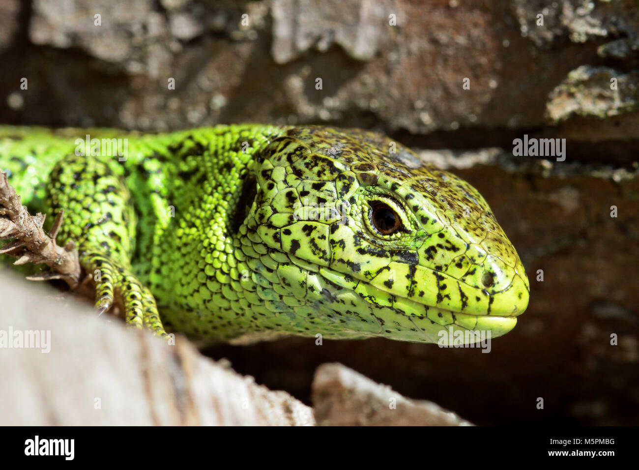 male sand lizard portrait Stock Photo - Alamy