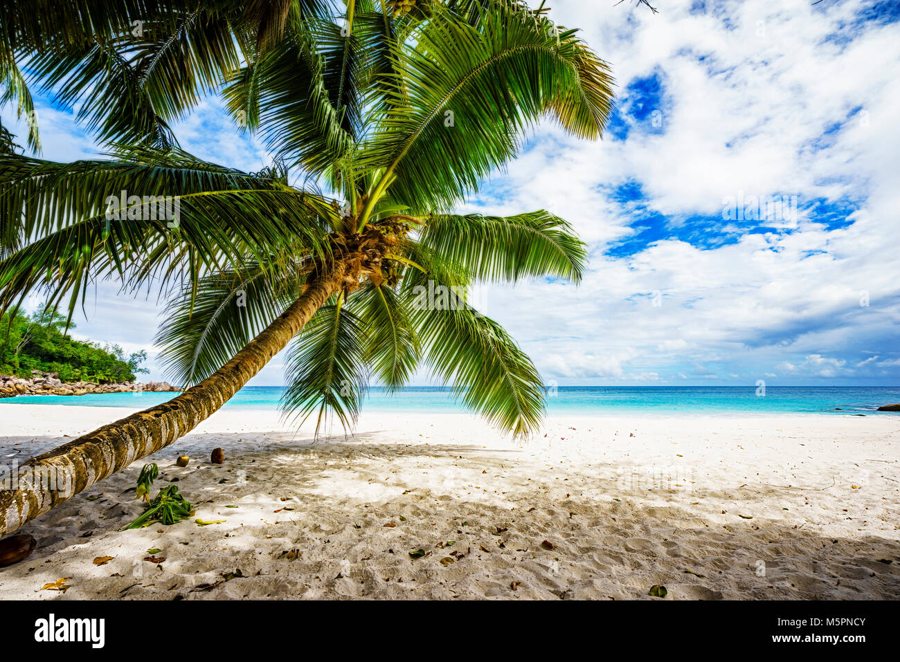A palm tree,white sand,turquoise water at a beautiful tropical beach ...