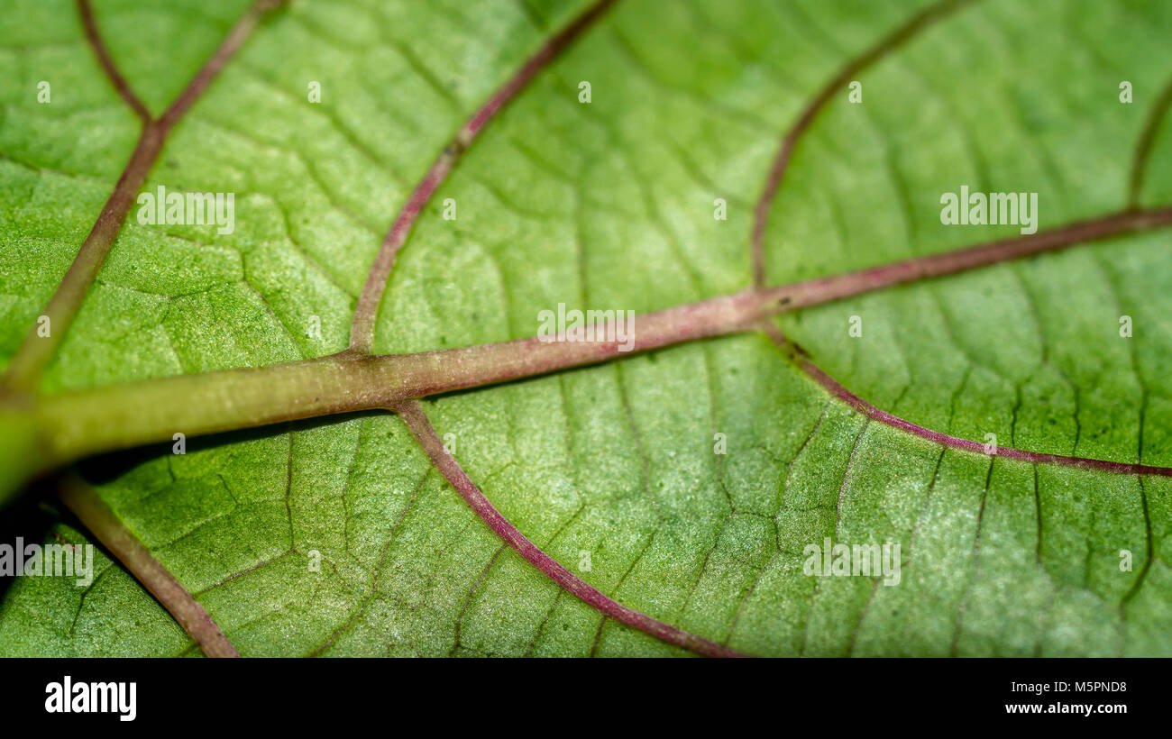 Green leaf vein texture background. Macro look of leaf texture Stock ...
