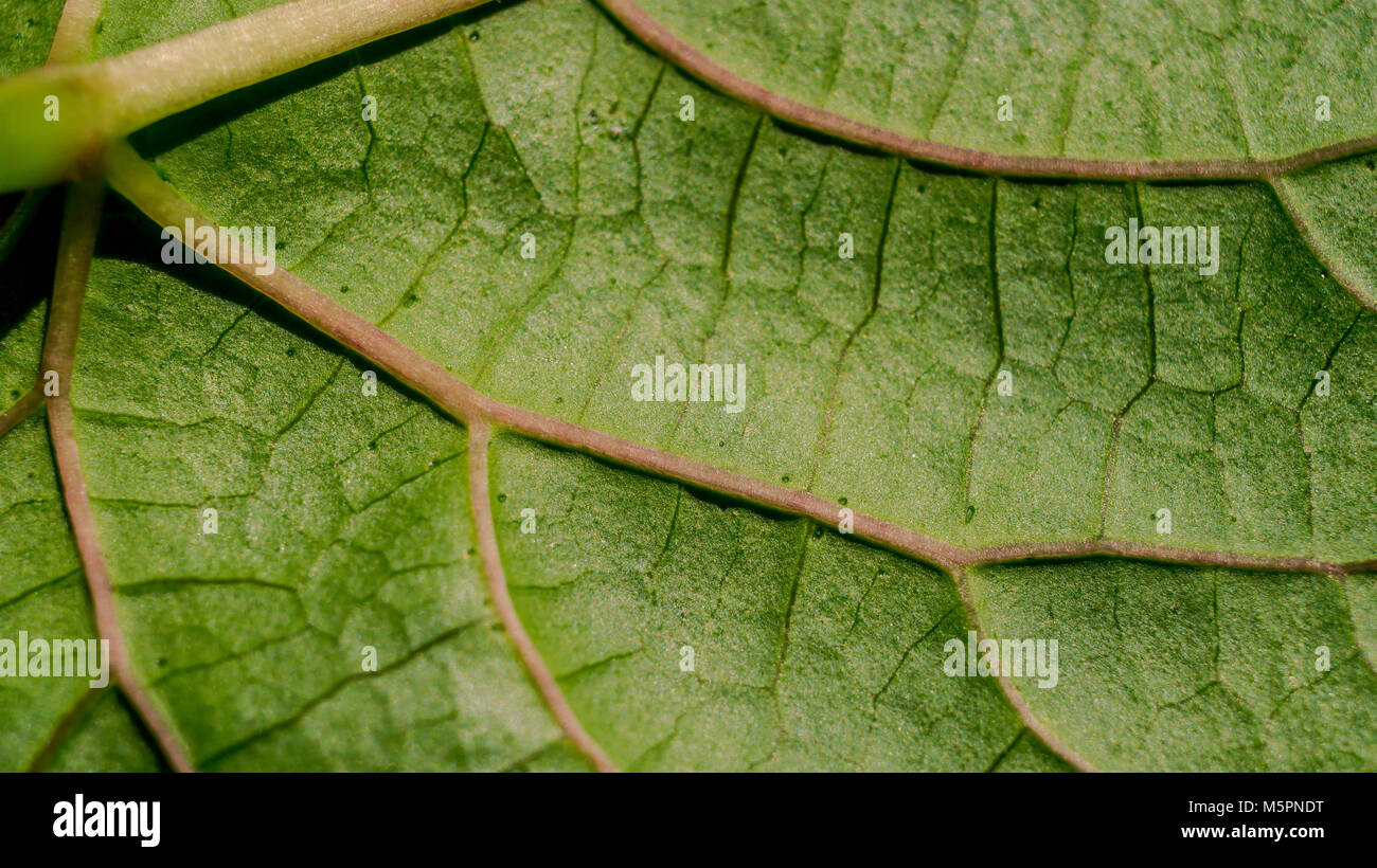 Green leaf vein texture background. Macro look of leaf texture Stock ...