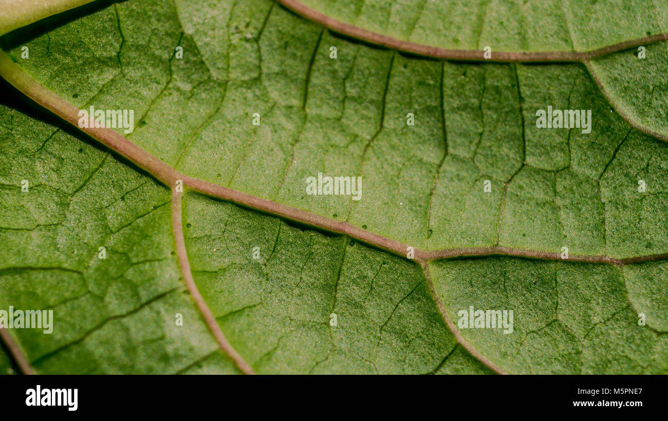 Green leaf vein texture background. Macro look of leaf texture Stock ...