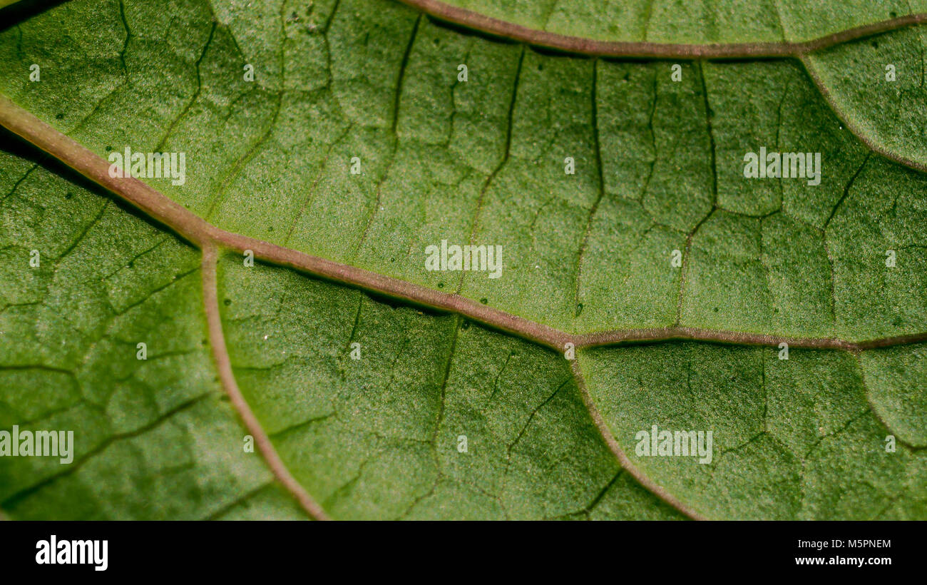 Green leaf vein texture background. Macro look of leaf texture Stock ...
