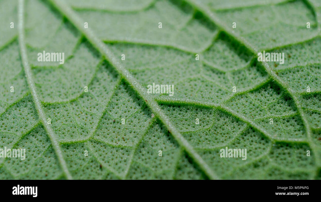 Green leaf vein texture background. Macro look of leaf texture Stock ...