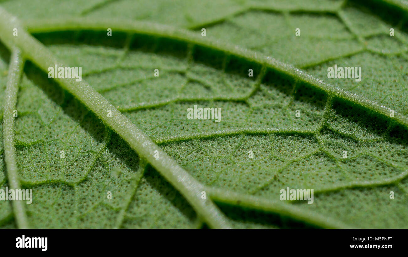 Green leaf vein texture background. Macro look of leaf texture Stock ...