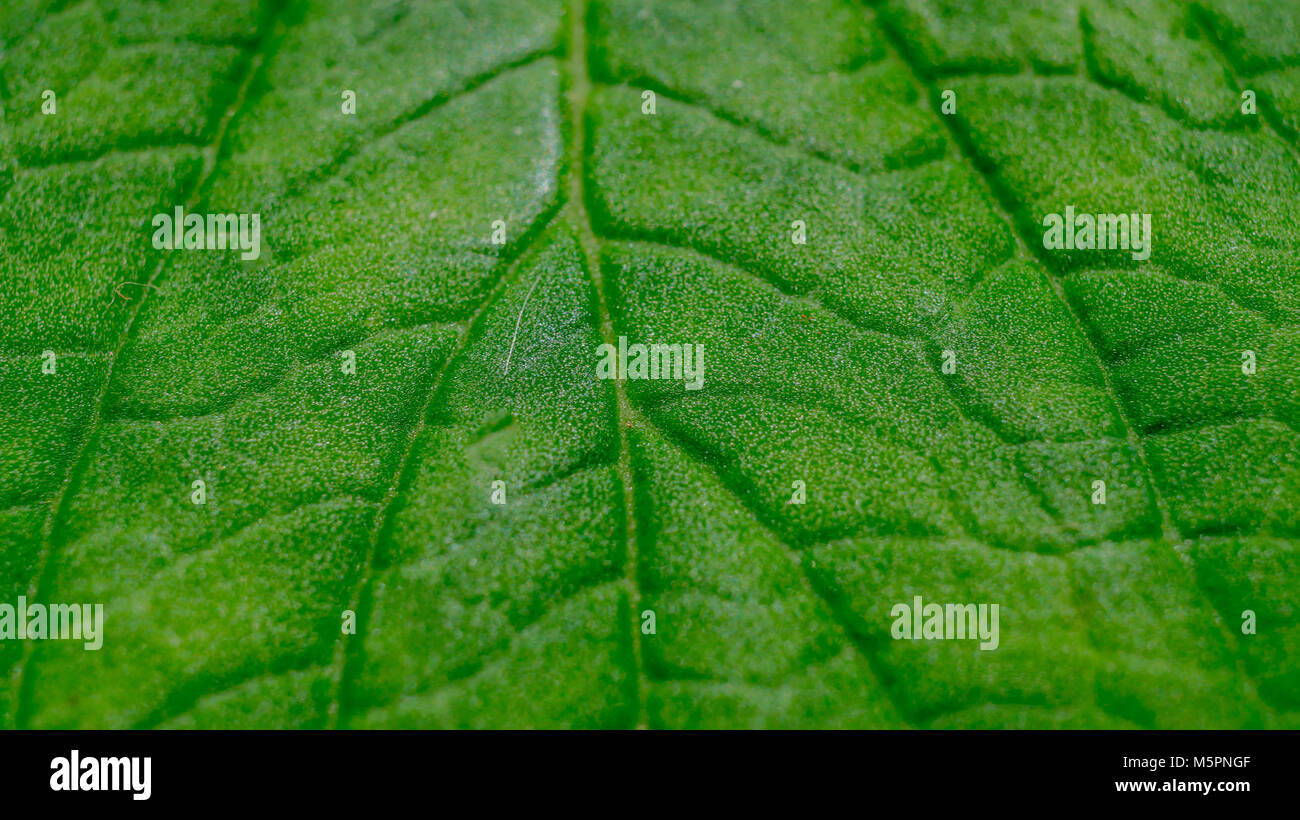 Green leaf vein texture background. Macro look of leaf texture Stock ...