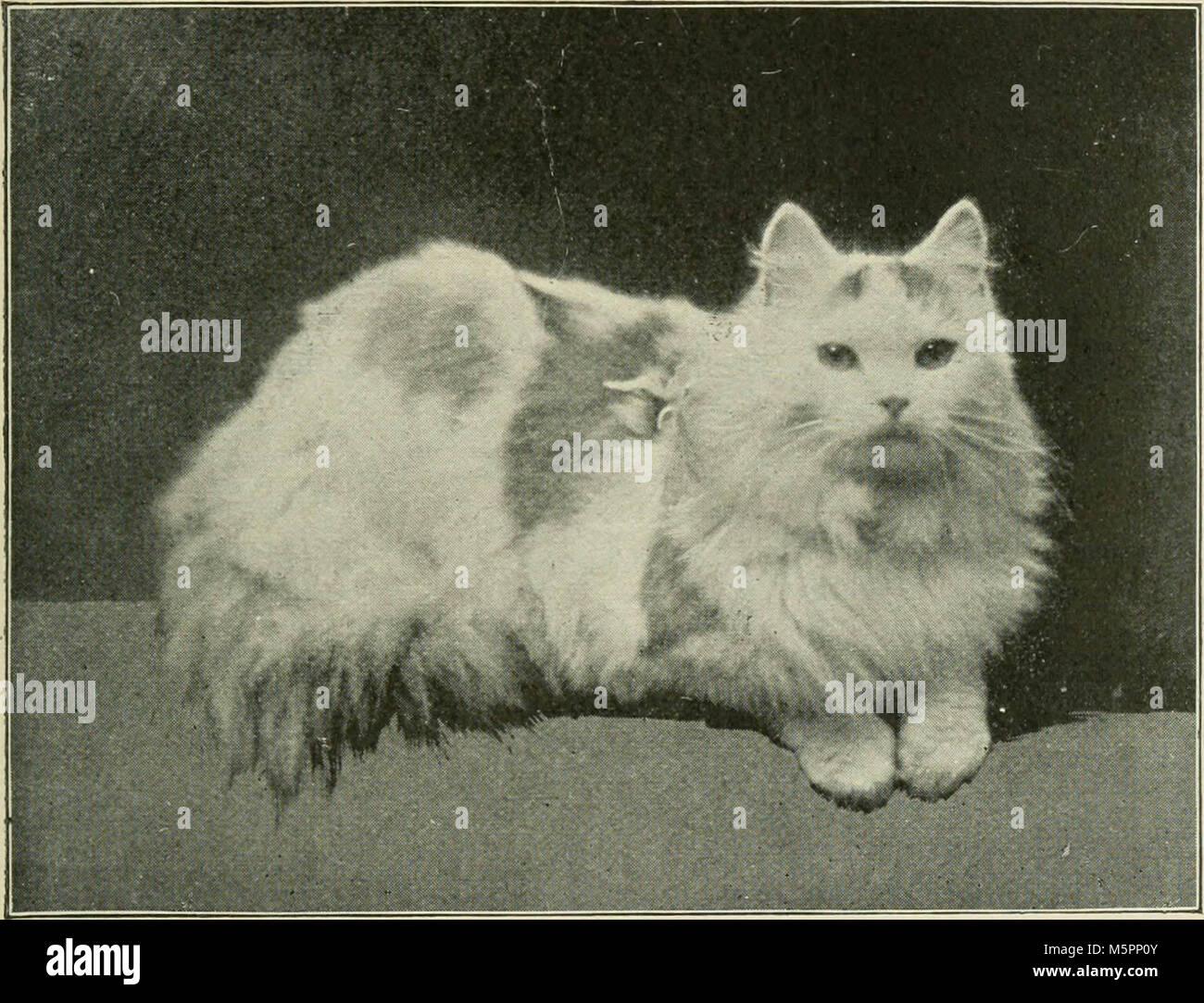 "The Angora cat; how to breed train and keep it;" (1898 Stock Photo - Alamy