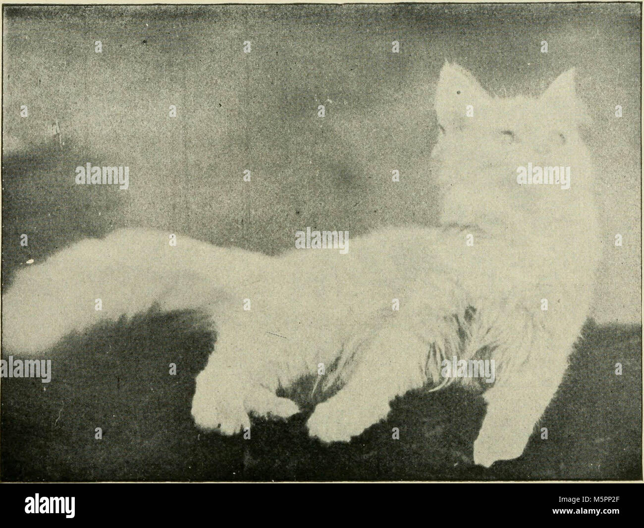 "The Angora cat; how to breed train and keep it;" (1898 Stock Photo - Alamy