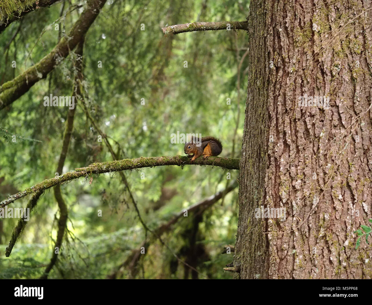 Douglas squirrel (Tamiasciurus douglasii) sitting of a conifer tree ...