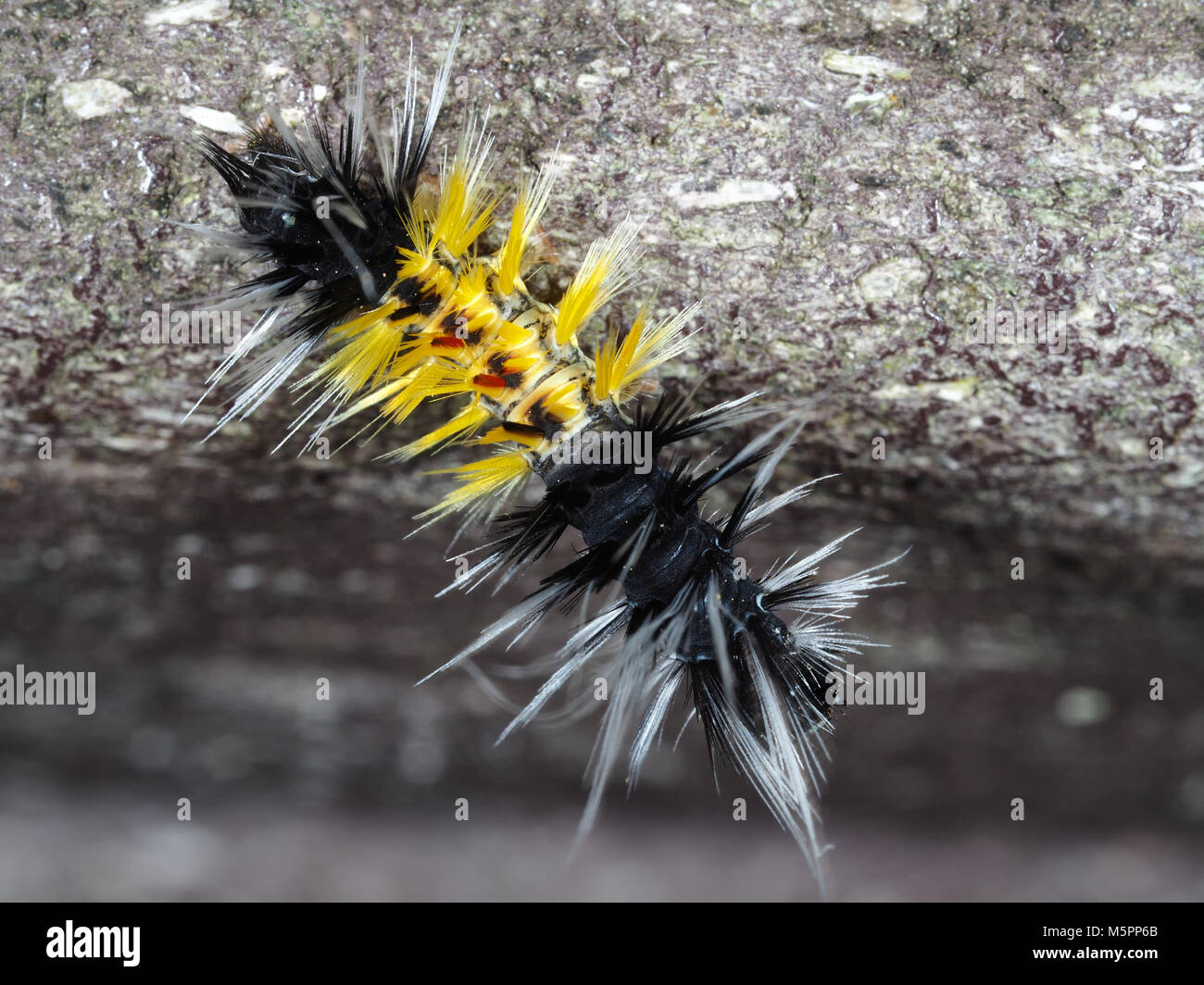 Spotted tussock moth caterpillar hi-res stock photography and images ...