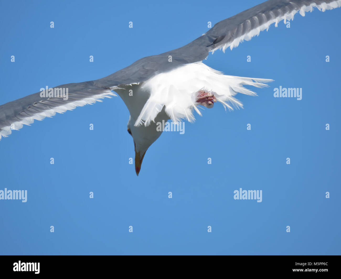 Seagull flying away, view from behind Stock Photo - Alamy