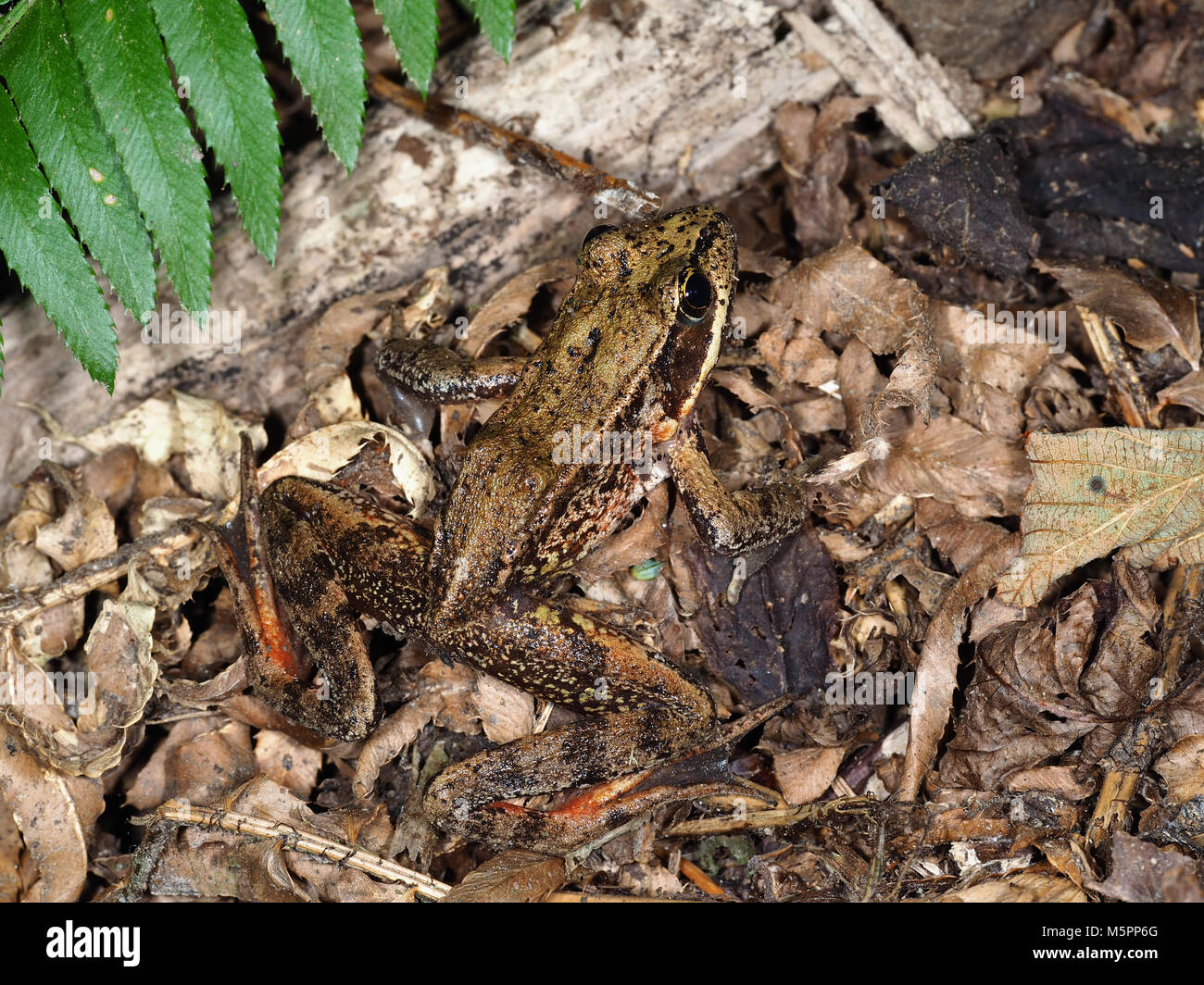 Northern red-legged frog (Rana aurora) in a Pacific Northwest forest ...