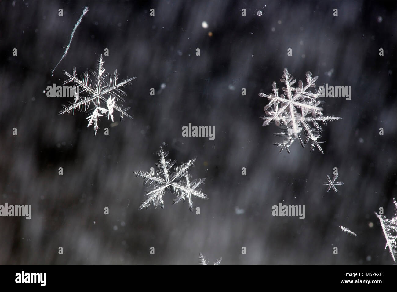 macro photo of real snowflakes Stock Photo - Alamy