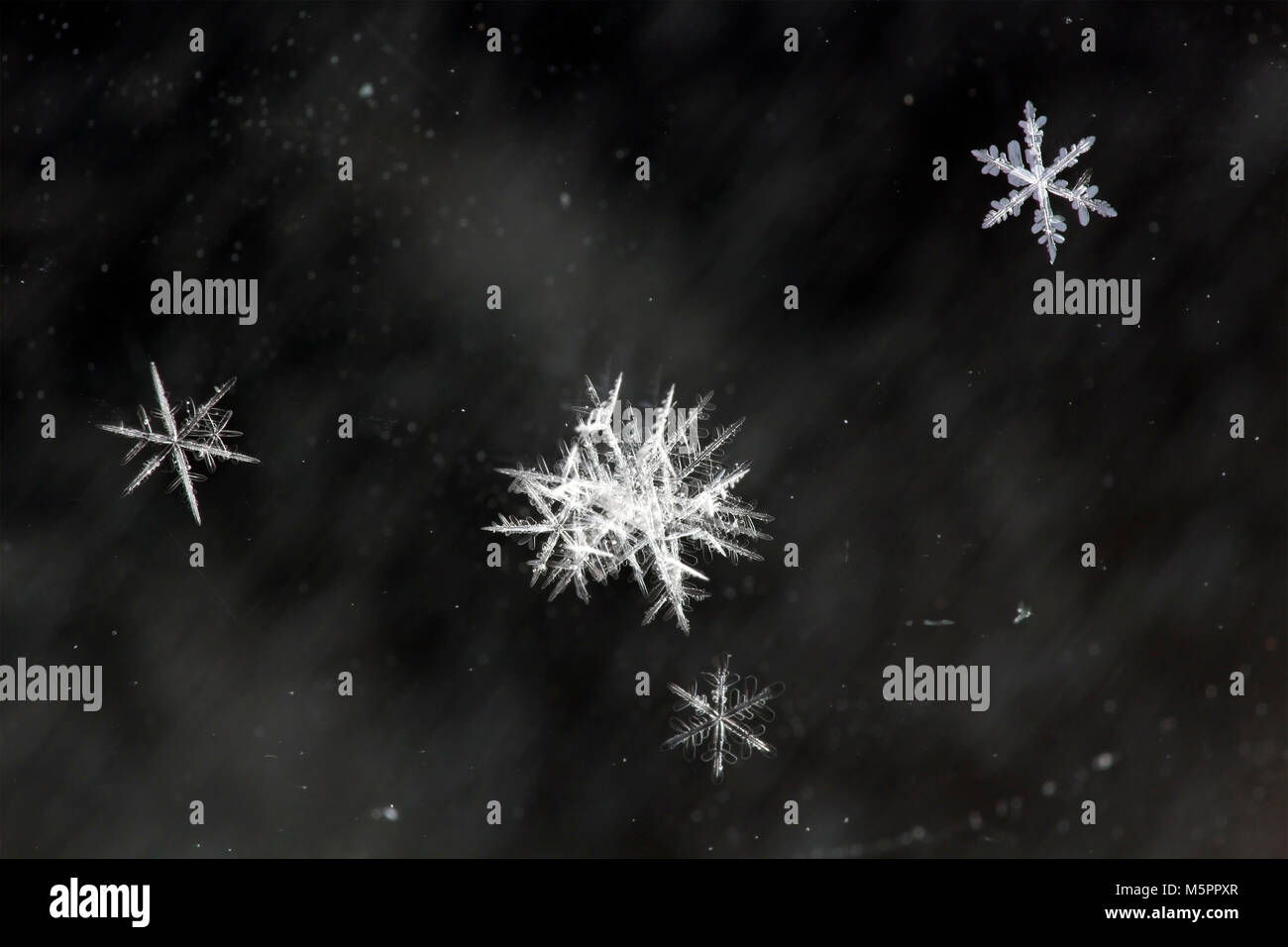 macro photo of real snowflakes Stock Photo - Alamy