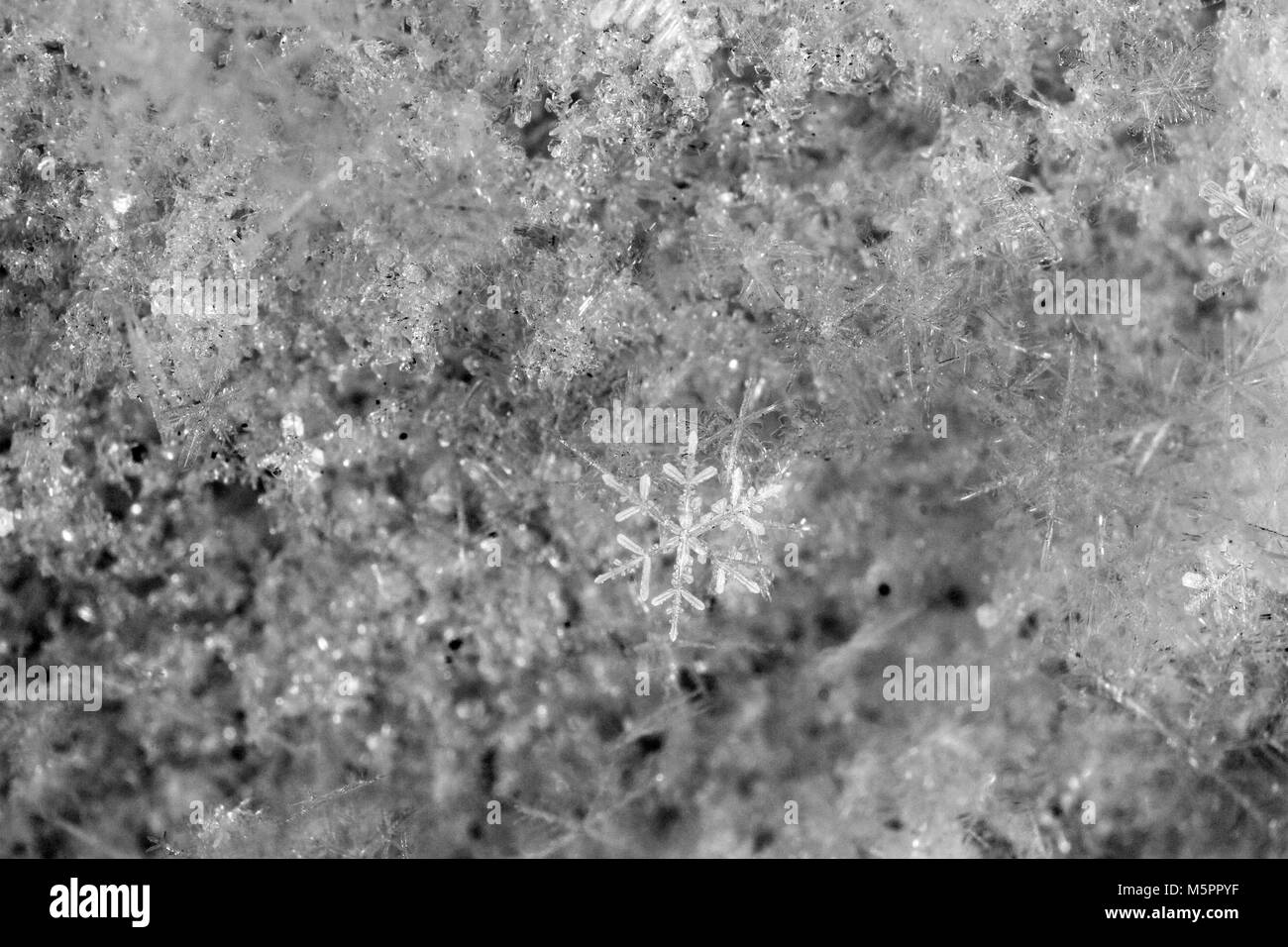 macro photo of real snowflakes Stock Photo - Alamy