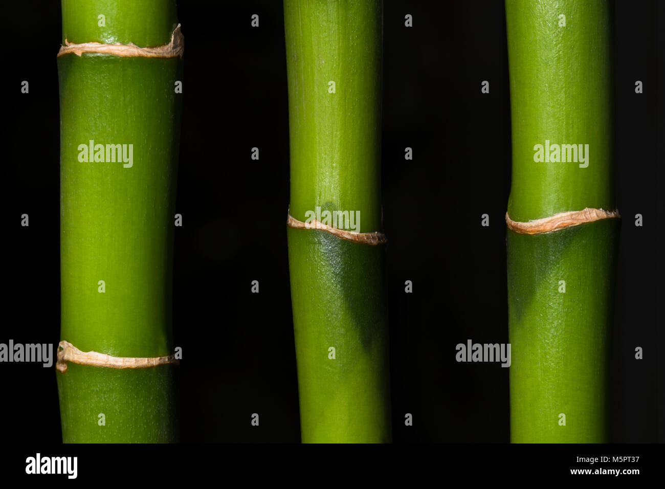 three different in size bamboo, image on a black background Stock Photo ...