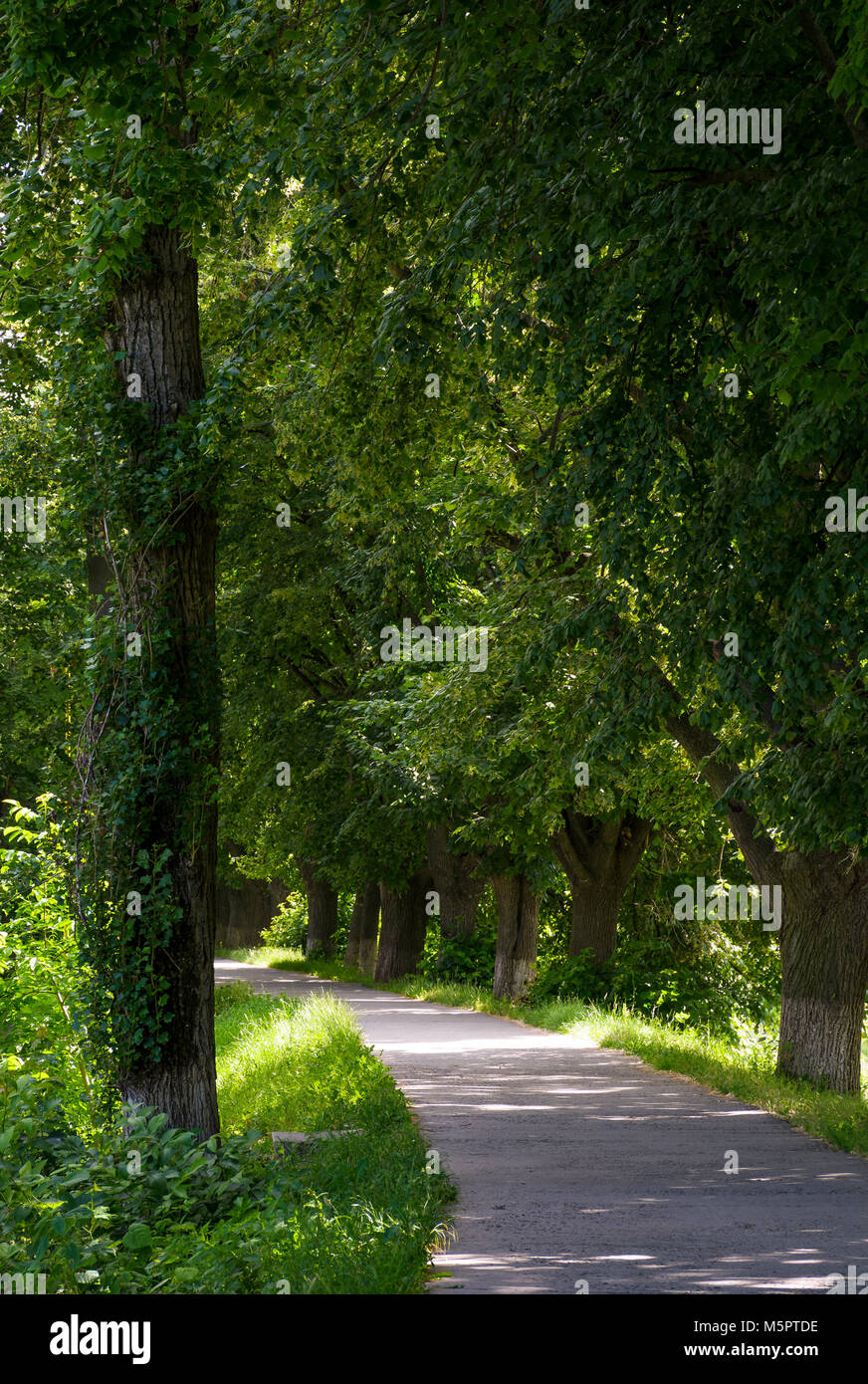 path under the trees of longest linden alley in Europe. location ...