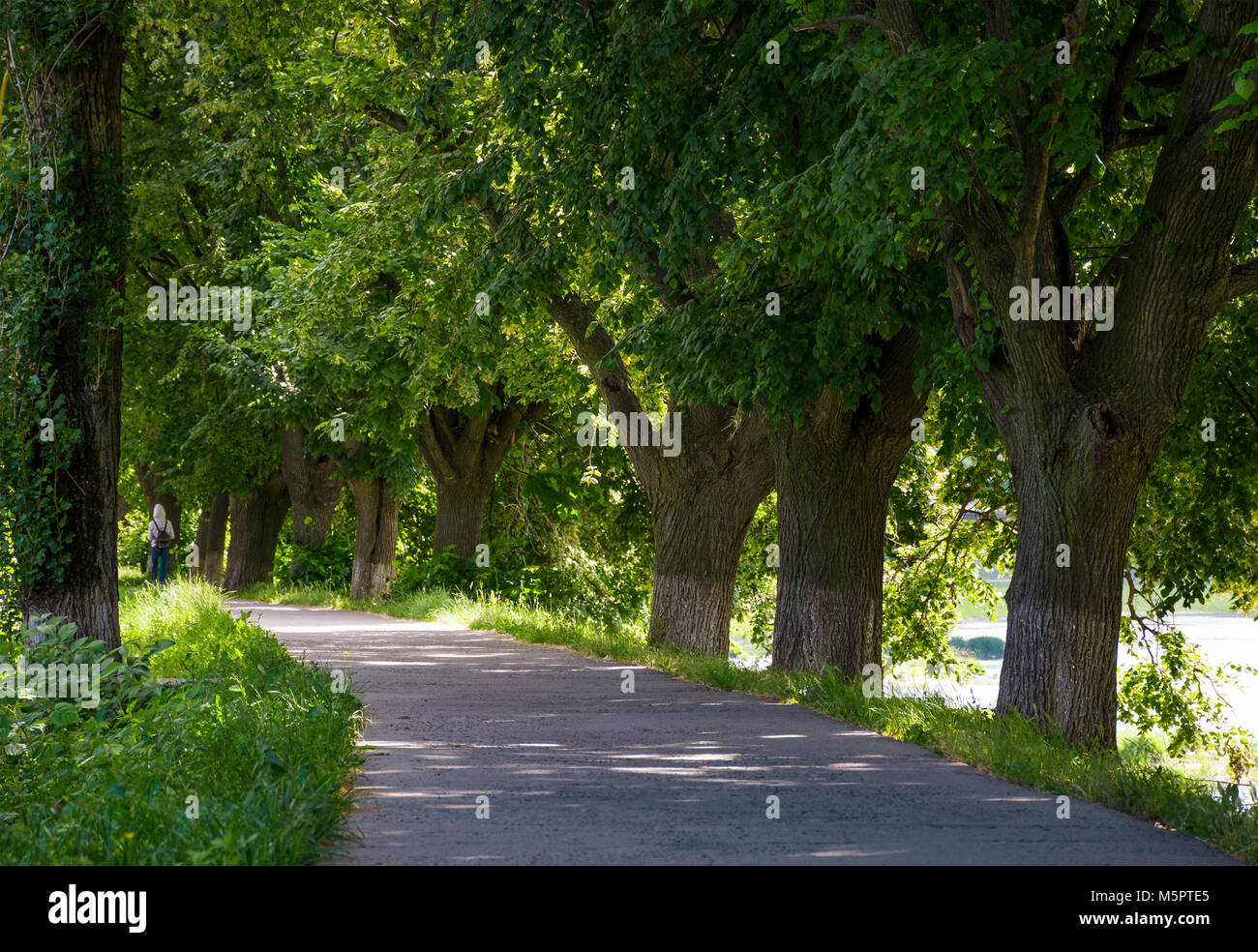 path under the trees of longest linden alley in Europe. location ...