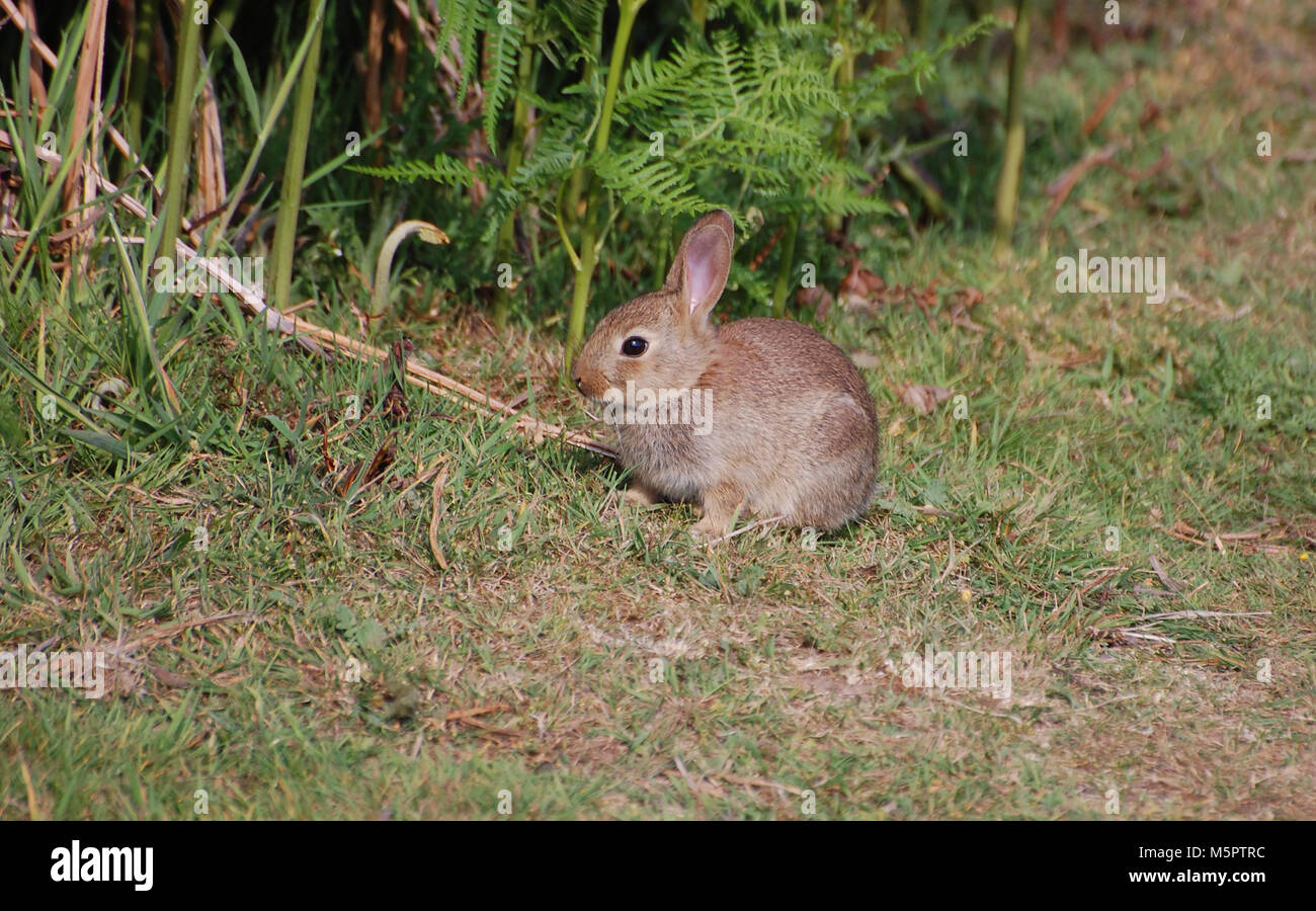 Baby wild european rabbit oryctolagus hi-res stock photography and ...