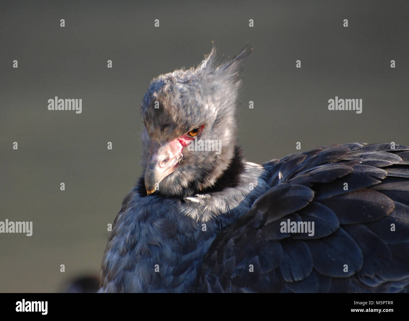 Face of crested screamer / southern screamer Stock Photo - Alamy
