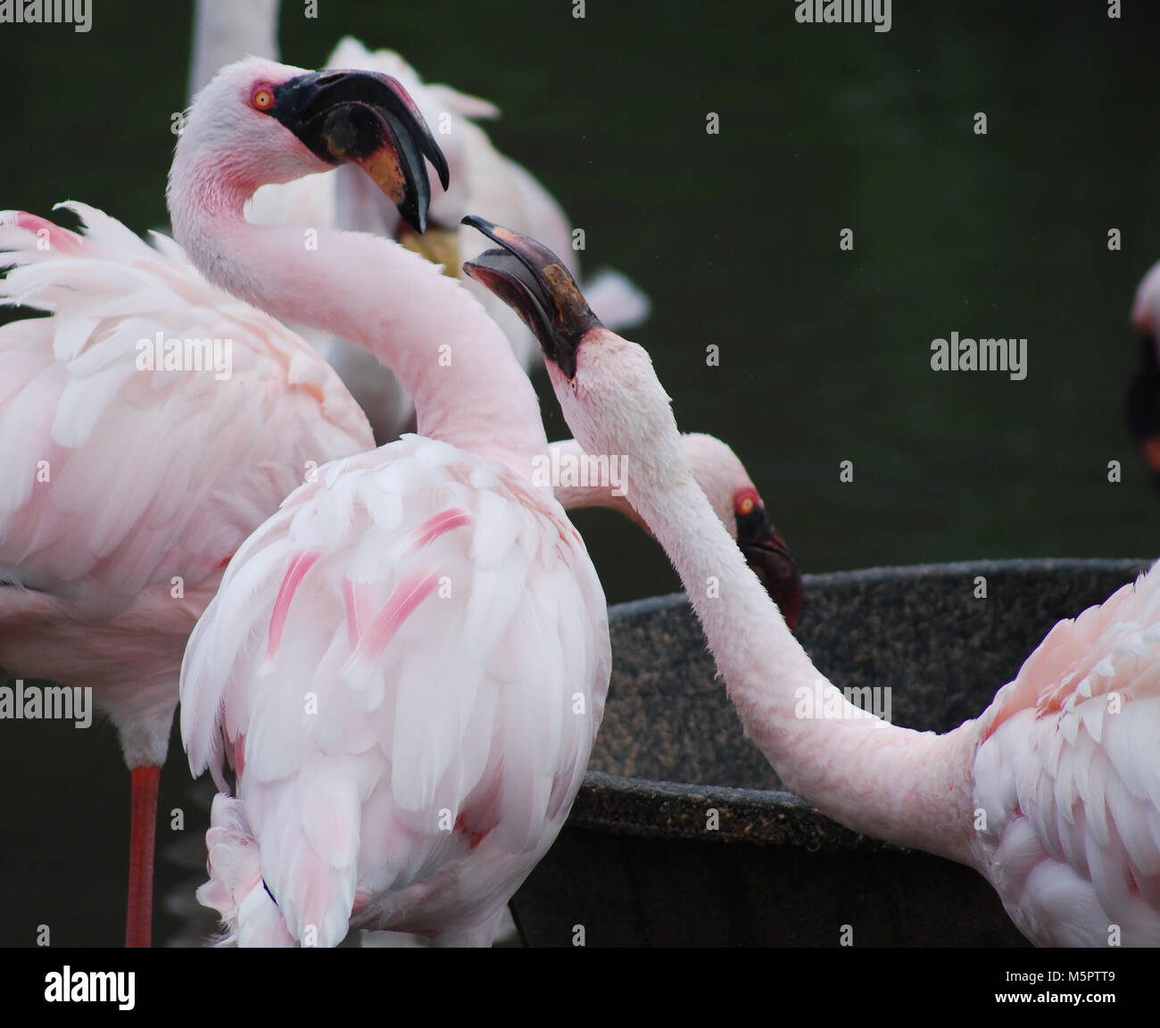 Hen pecked hi-res stock photography and images - Alamy