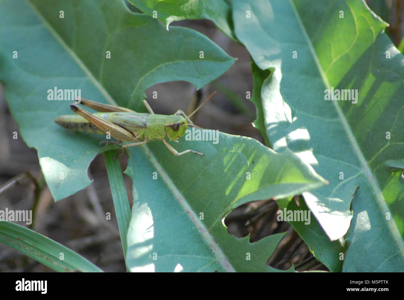 Grasshopper uk hi-res stock photography and images - Alamy