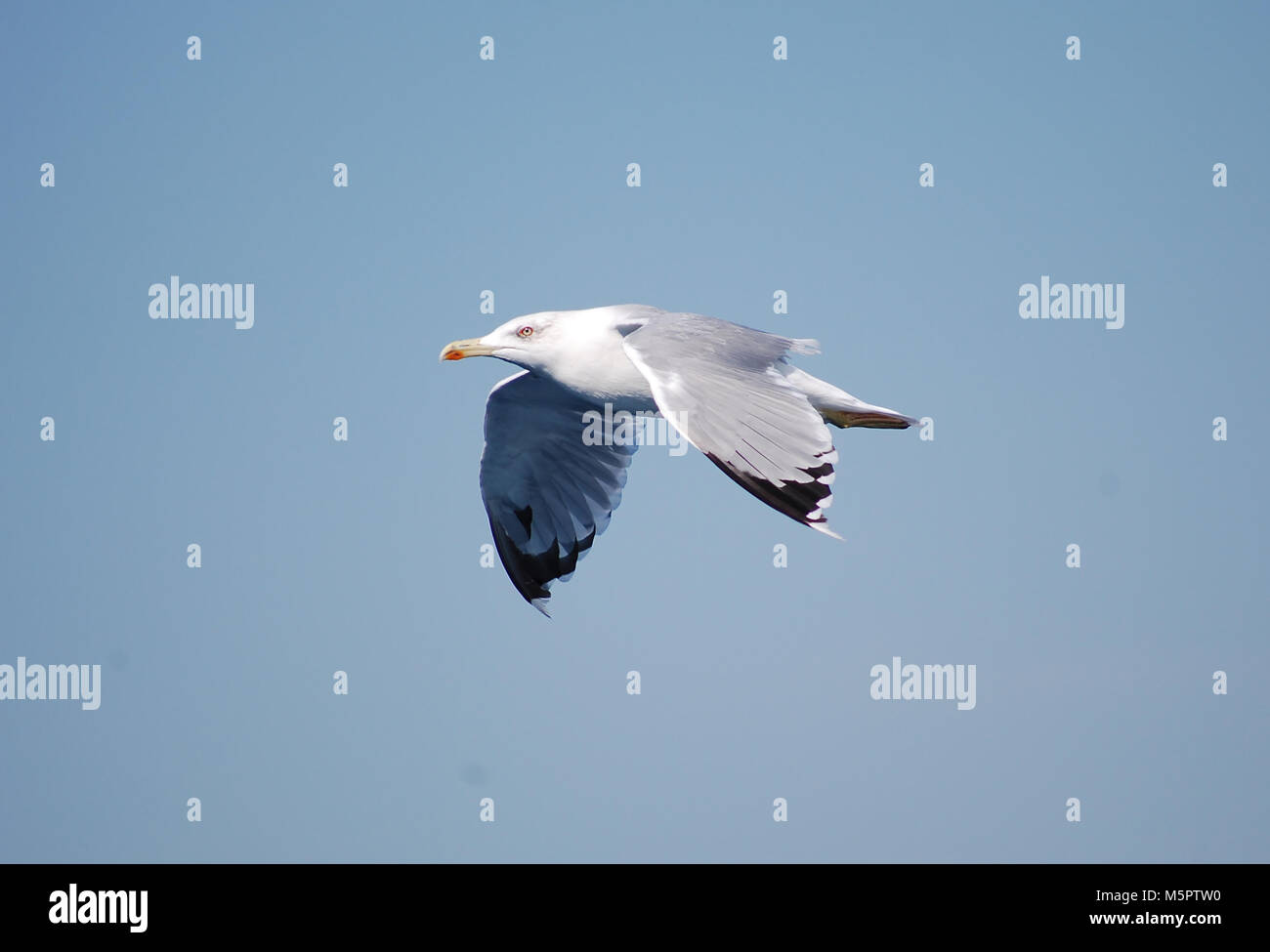 Flying herring gull hi-res stock photography and images - Alamy
