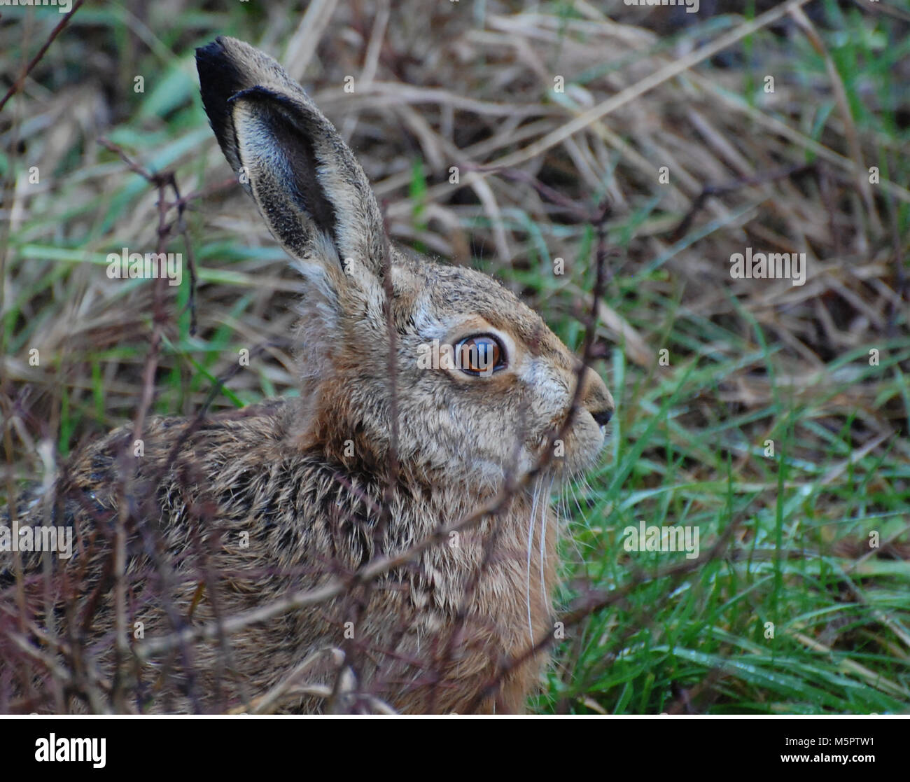 Uk hare hi-res stock photography and images - Alamy