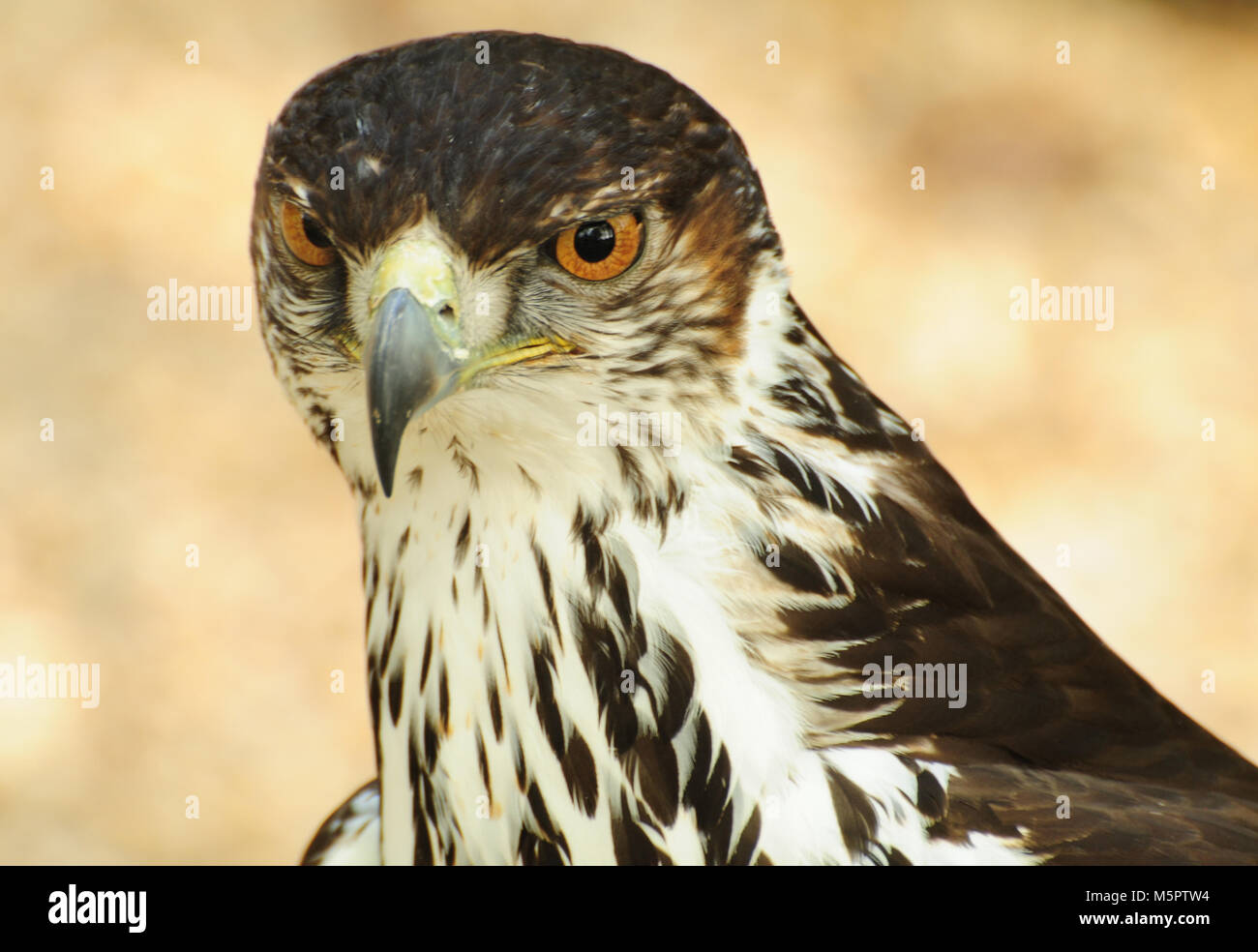 Hawk uk hi-res stock photography and images - Alamy