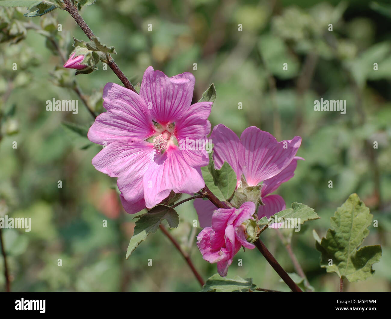 Pink and violet common mallow, UK Stock Photo - Alamy